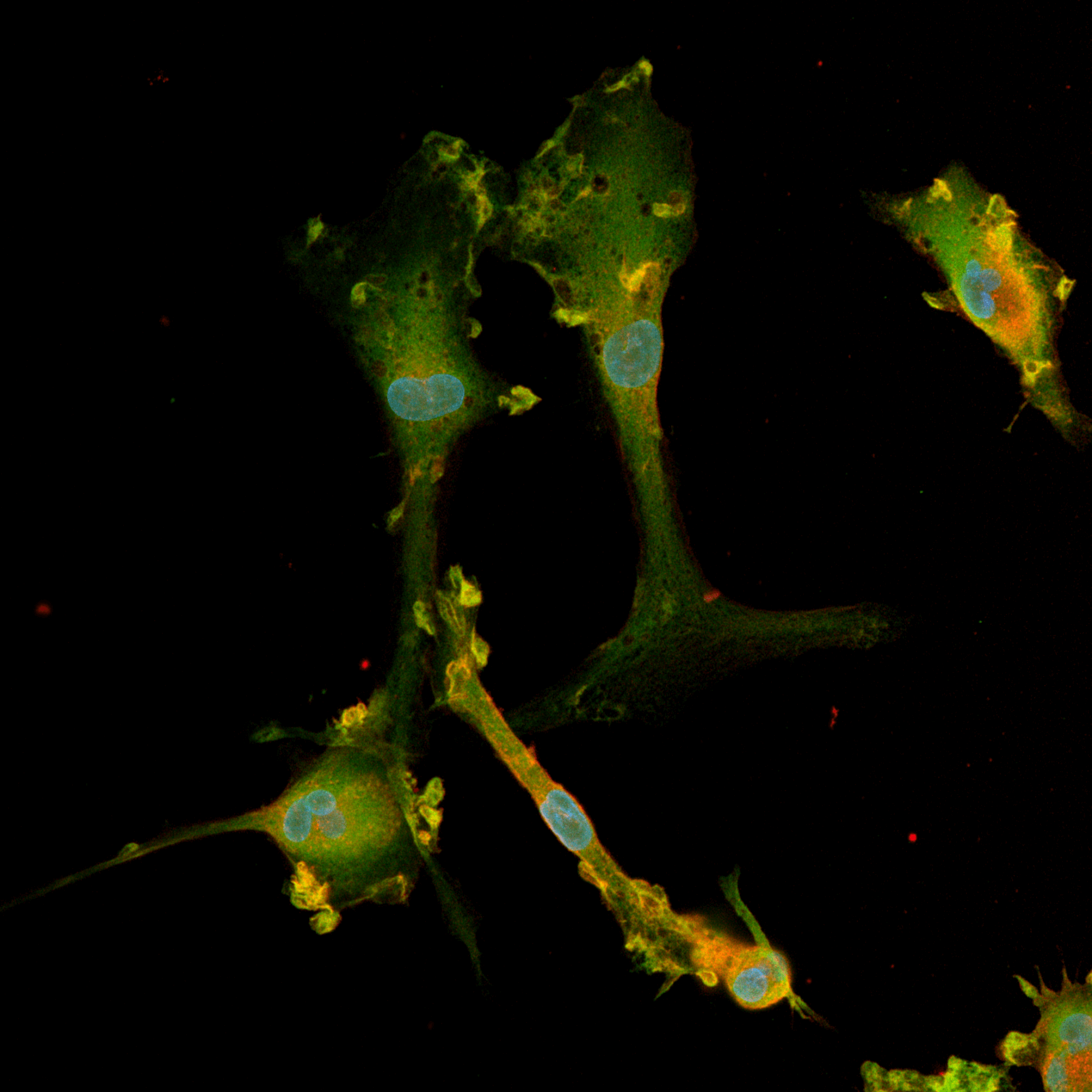 ioMicroglia | Male | ioCells | bit.bio